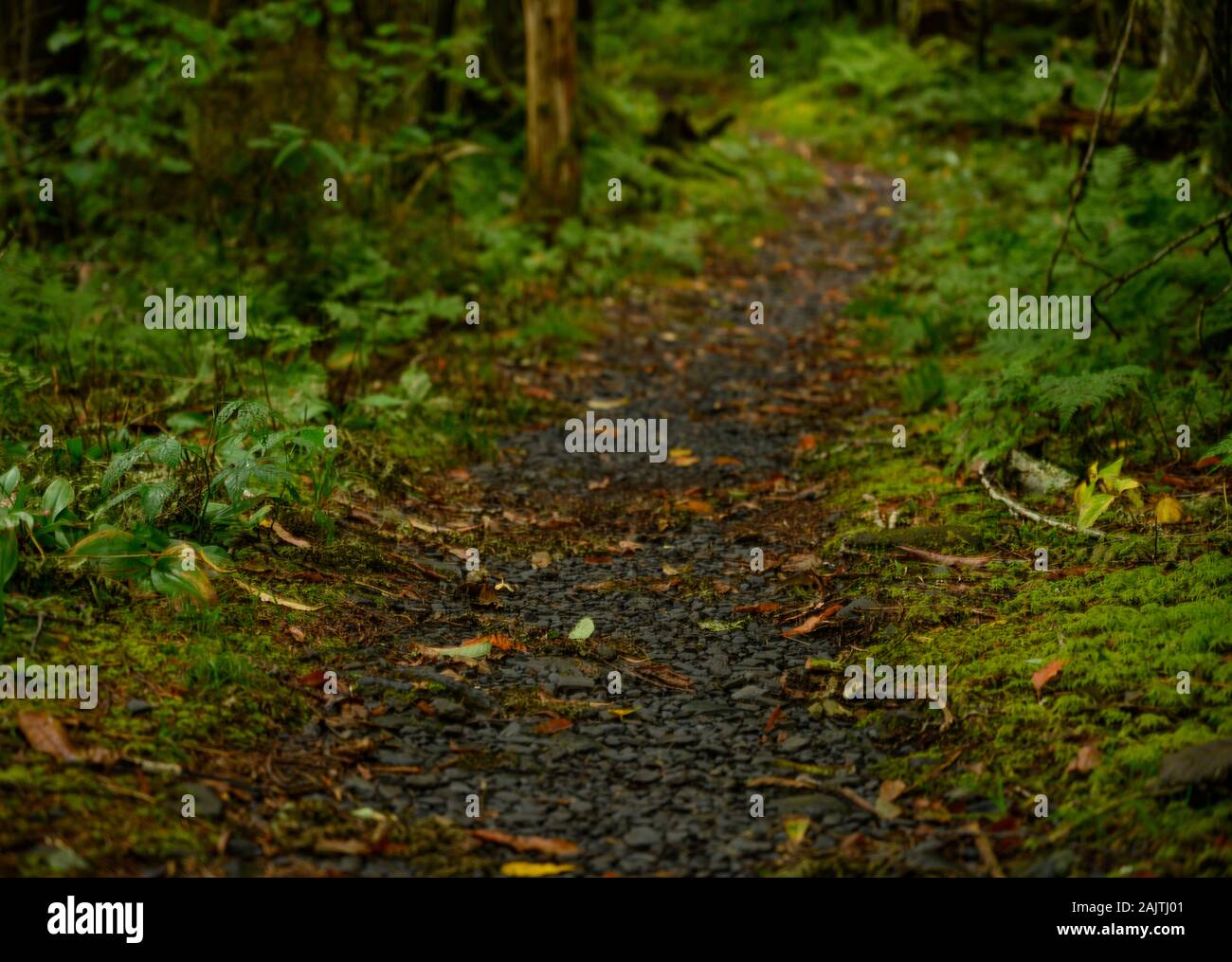 Looking Down Pebble Covered Trail in the Smokies Stock Photo - Alamy