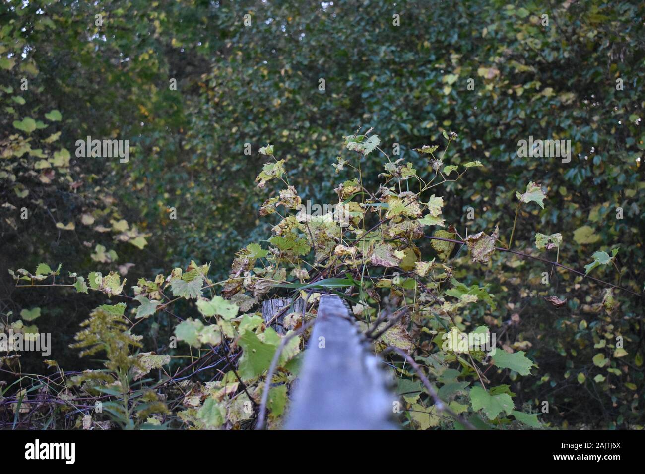 deep depth of filed on a fence with beautiful leaves Stock Photo - Alamy