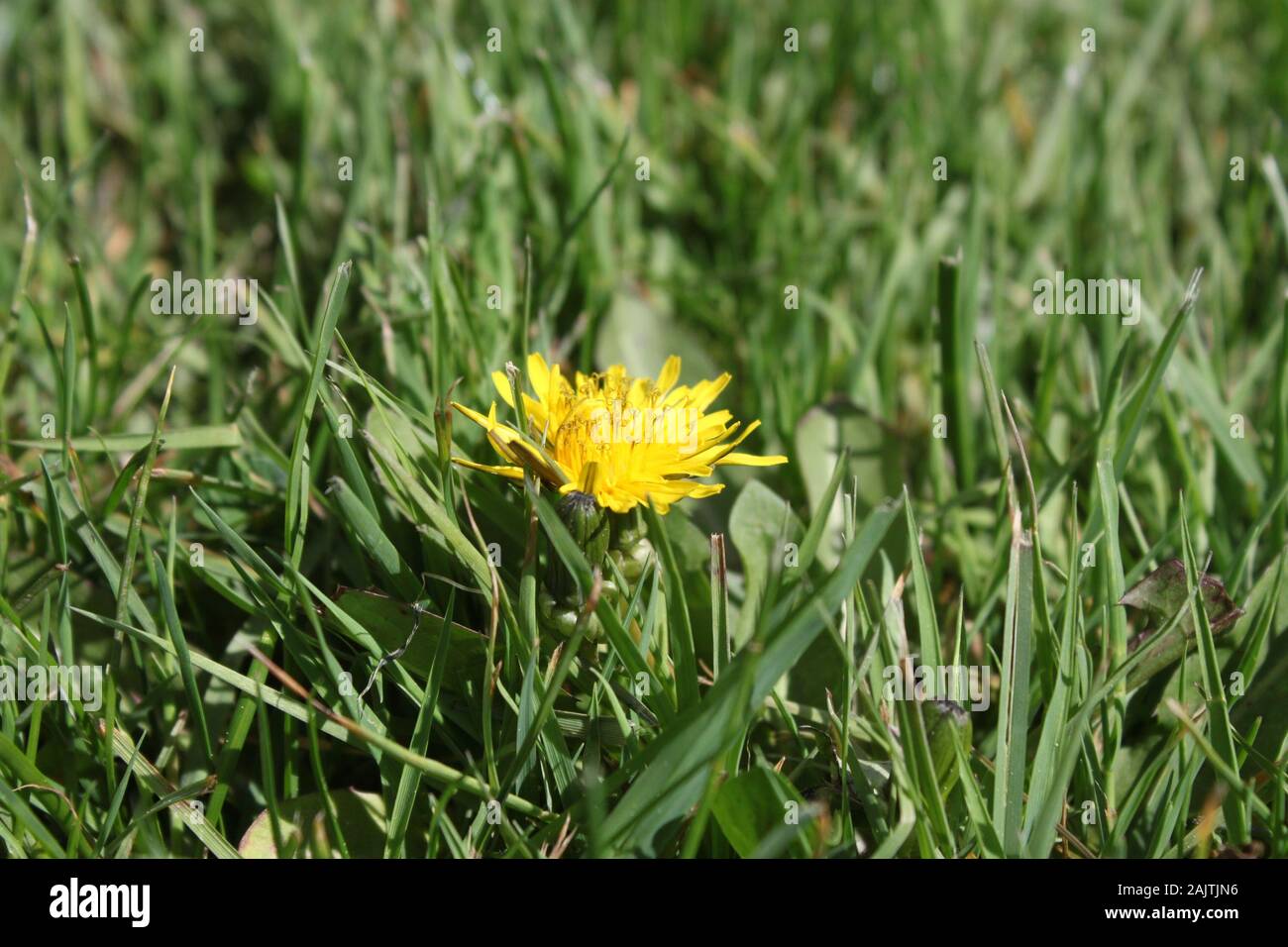 Dandy lion hi-res stock photography and images - Alamy