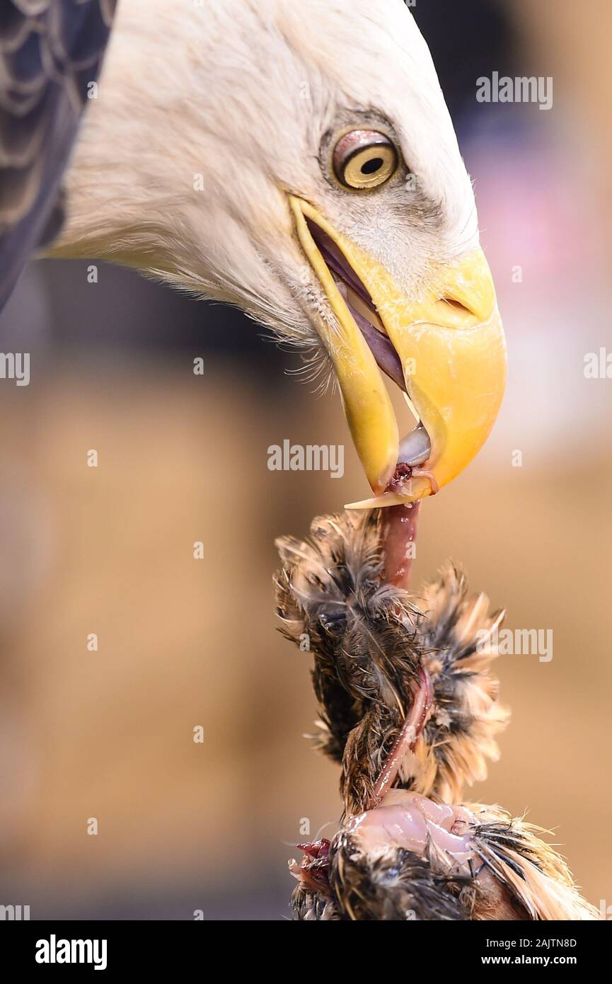 Seahawks Bird Eating