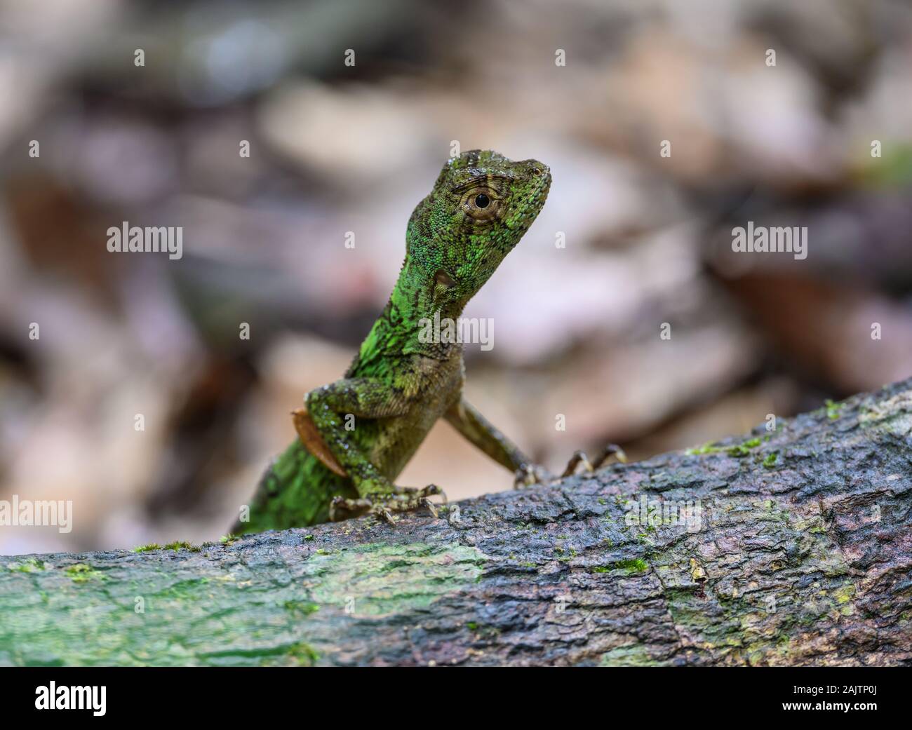A green lizard on the floor of the Atlantic Forest. Pernambuco, Brazil ...