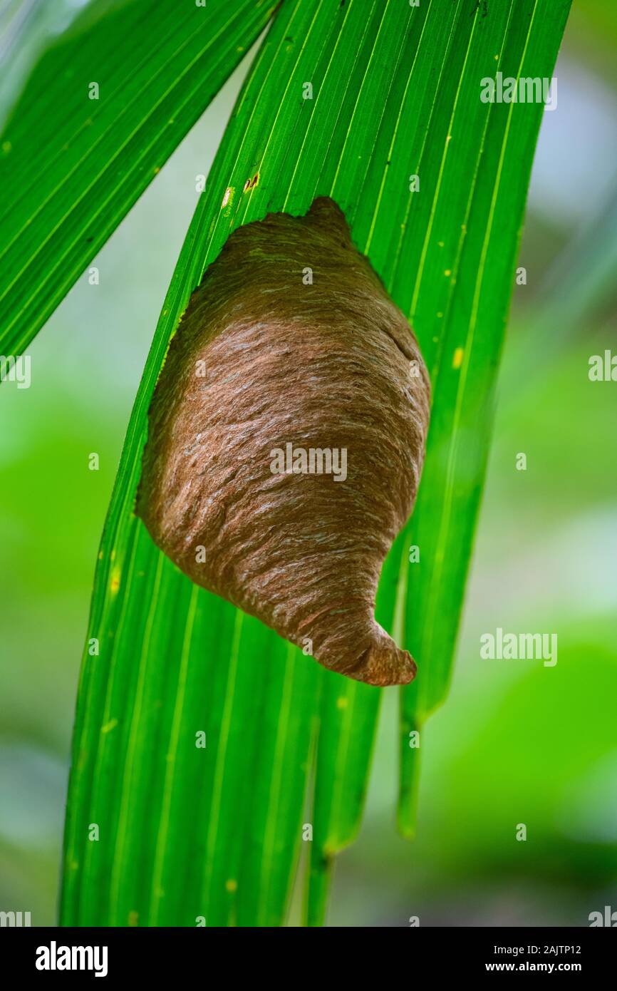 Wasps built their nest under a palm leaf in the Atlantic Forest. Bahia ...