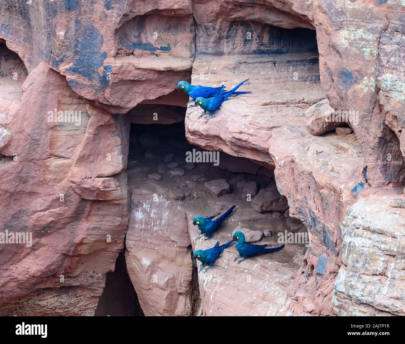 Lear's Macaws (Anodorhynchus leari), or Indigo Macaws, roosting on red ...