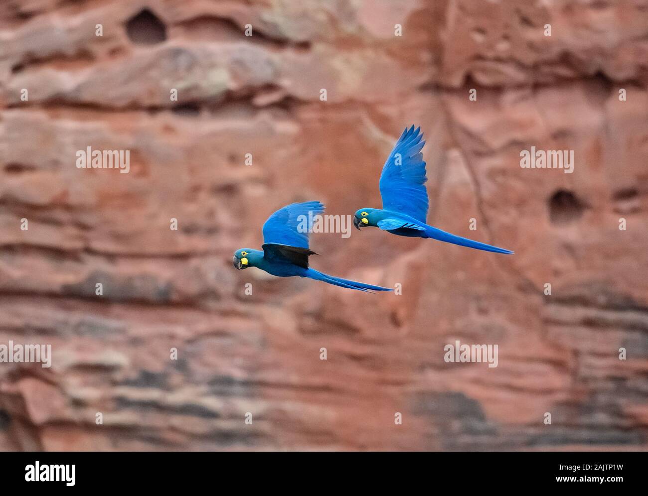 Lears macaws hi-res stock photography and images - Alamy