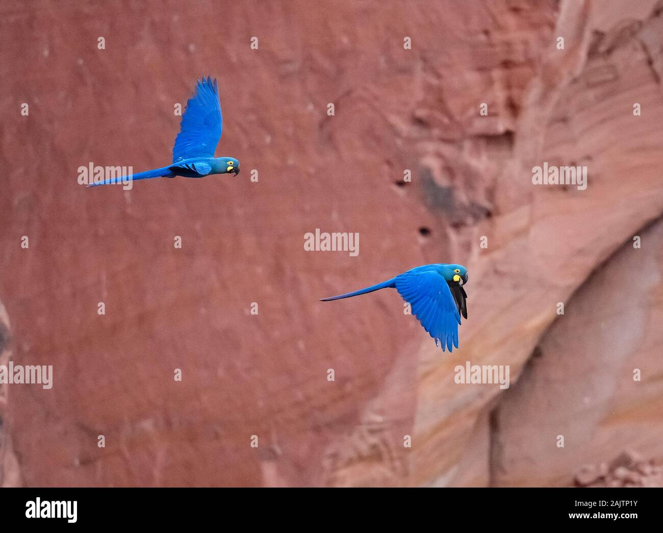 Lear's Macaws (Anodorhynchus leari), or Indigo Macaws, in their native ...