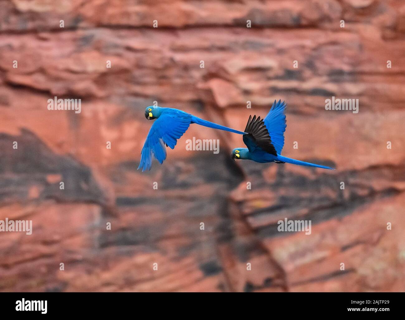 Lears macaws hi-res stock photography and images - Alamy