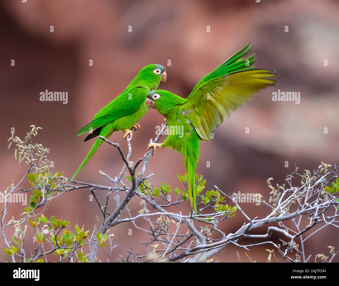 A pair of Blue-crowned Parakeets (Thectocercus acuticaudatus) in their ...