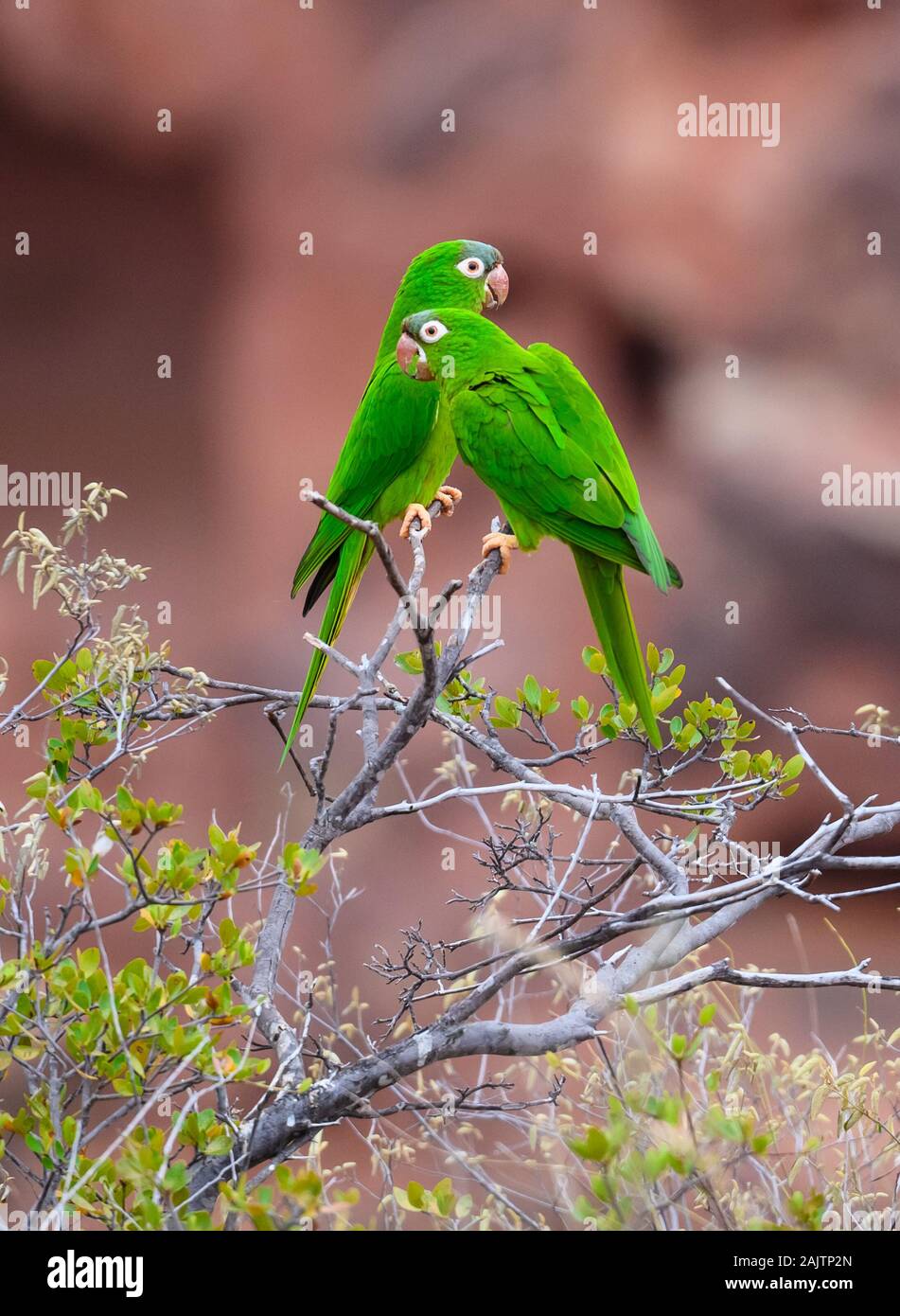 Blue crowned parakeets hi-res stock photography and images - Alamy