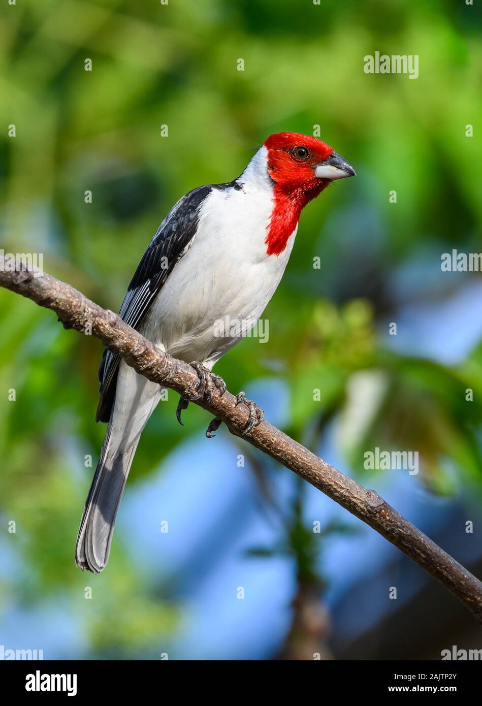 Caatinga brazil hi-res stock photography and images - Alamy