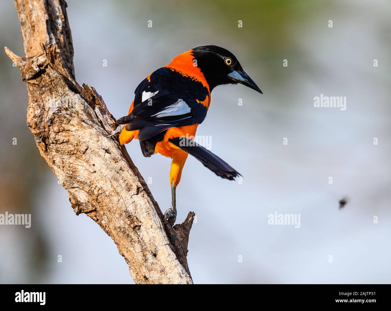 Oriole flying hi-res stock photography and images - Alamy