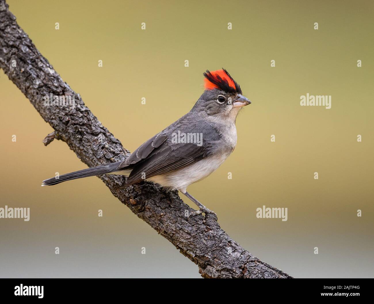 Pileated Finch (Coryphospingus pileatus) with beautiful red crest ...
