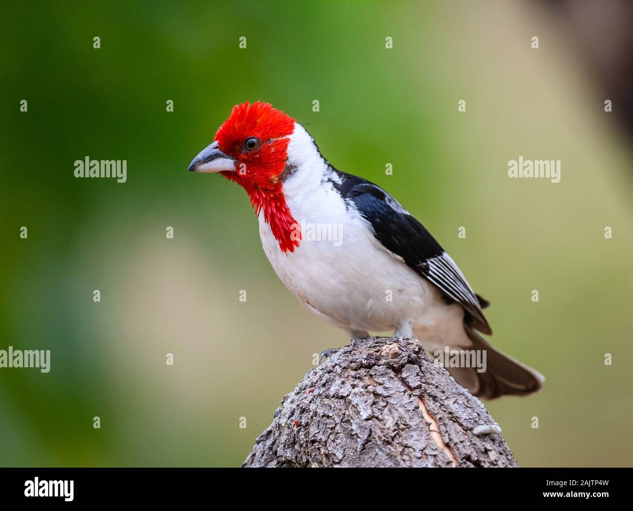 Caatinga brazil hi-res stock photography and images - Alamy