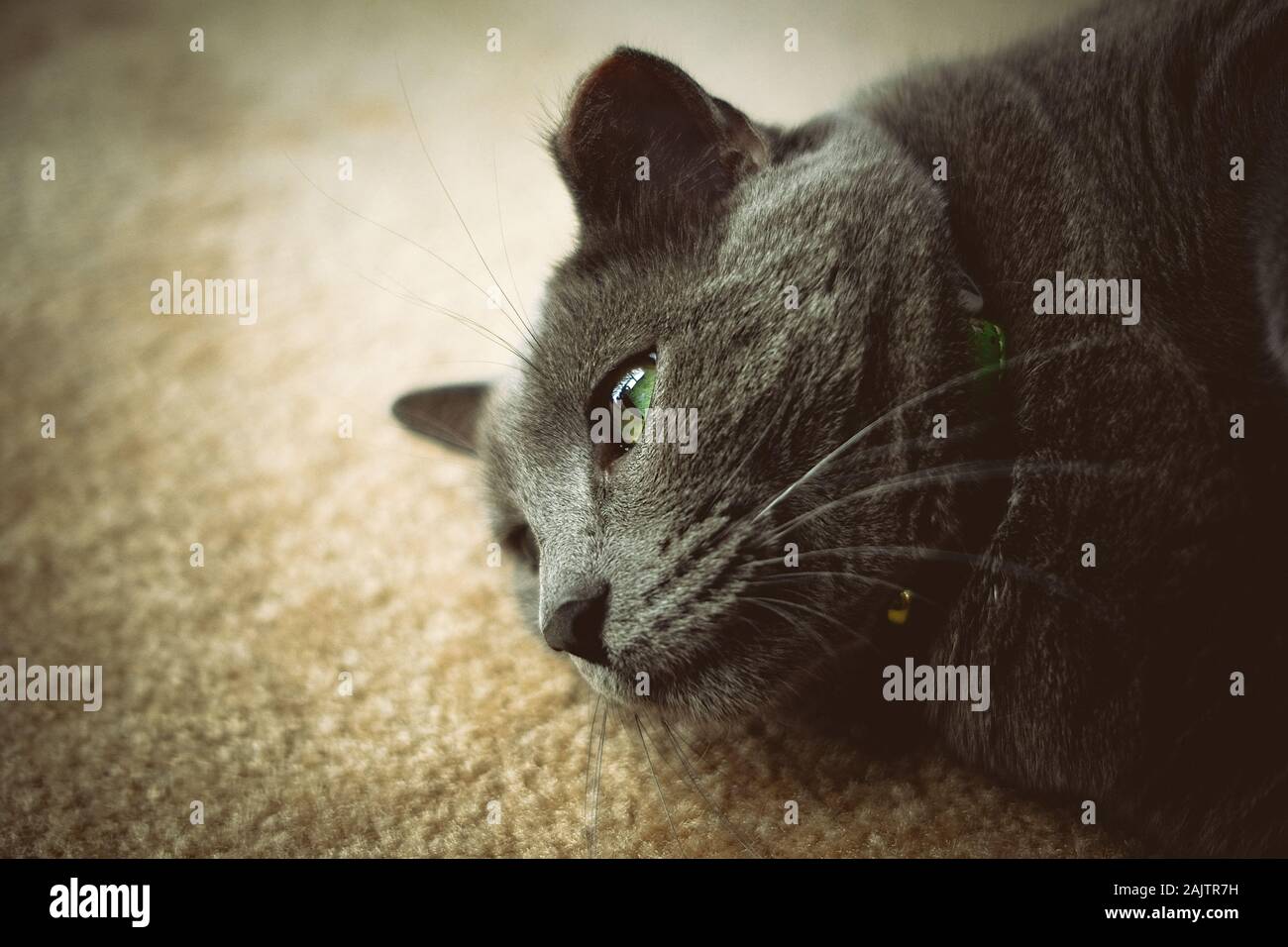 Cat with clipped ear hi-res stock photography and images - Alamy