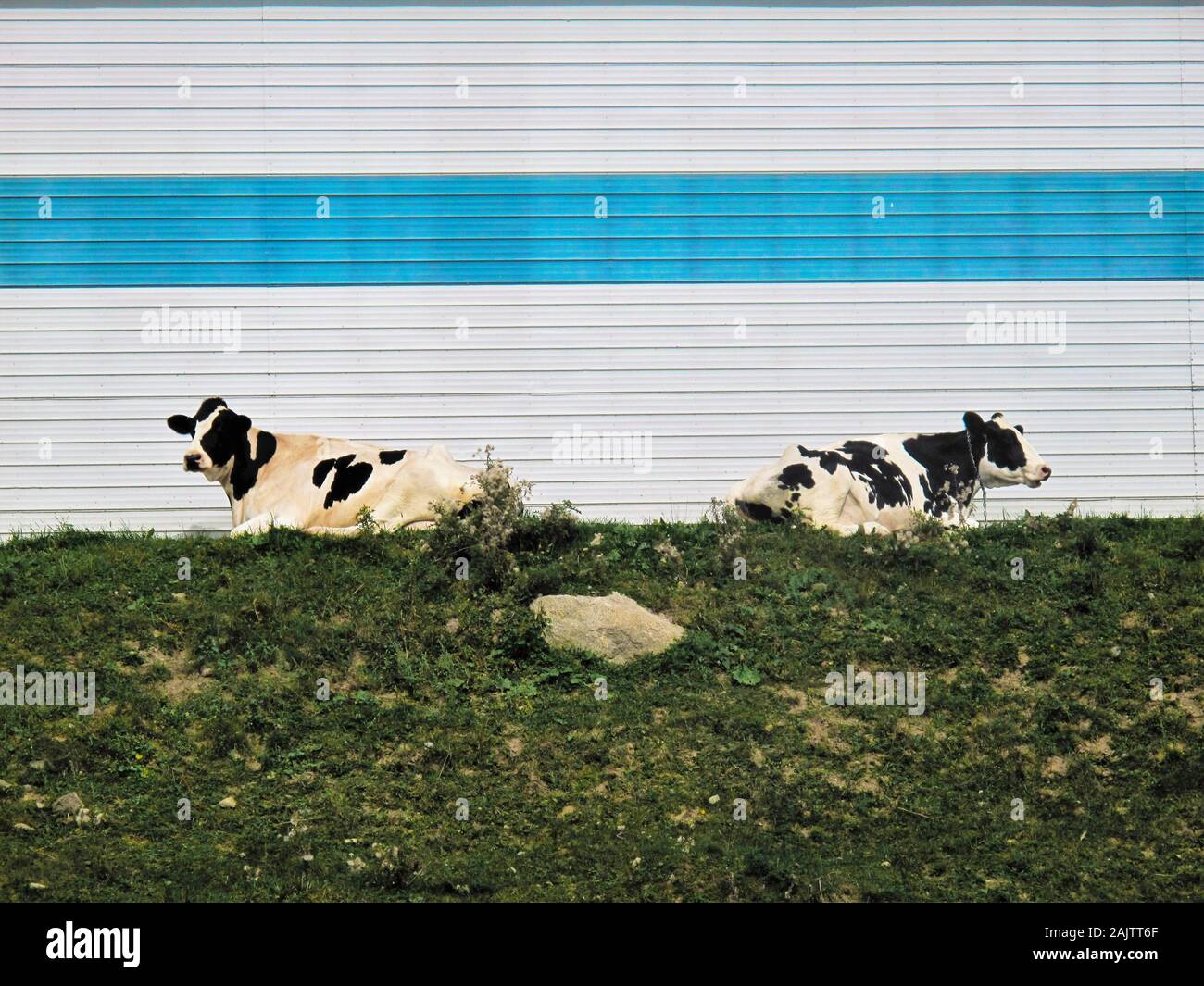 Sitting cows hi-res stock photography and images - Alamy