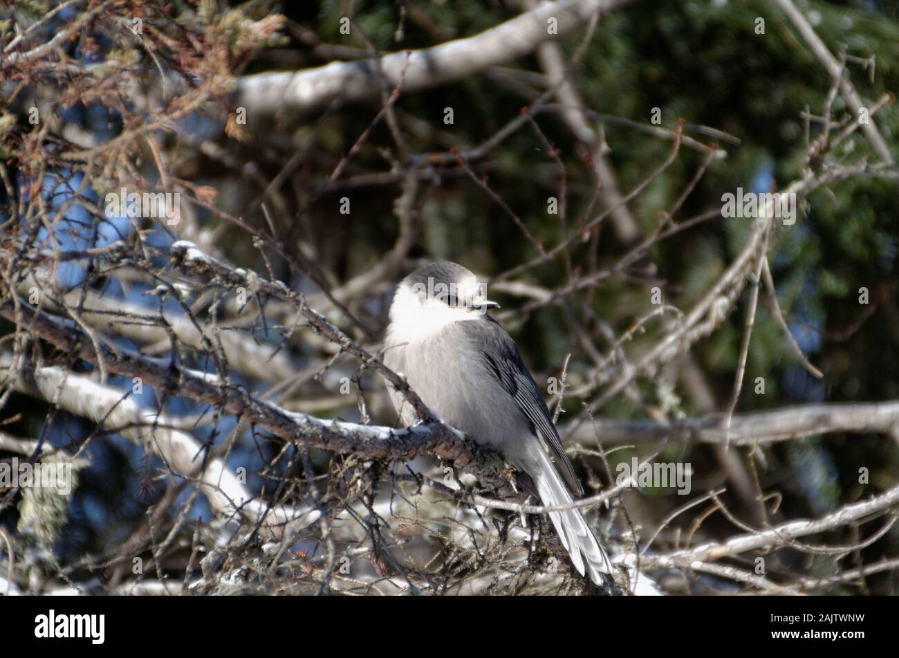 Canada Jay (Perisoreus canadensis) AKA Gray Jay. Photographed at ...