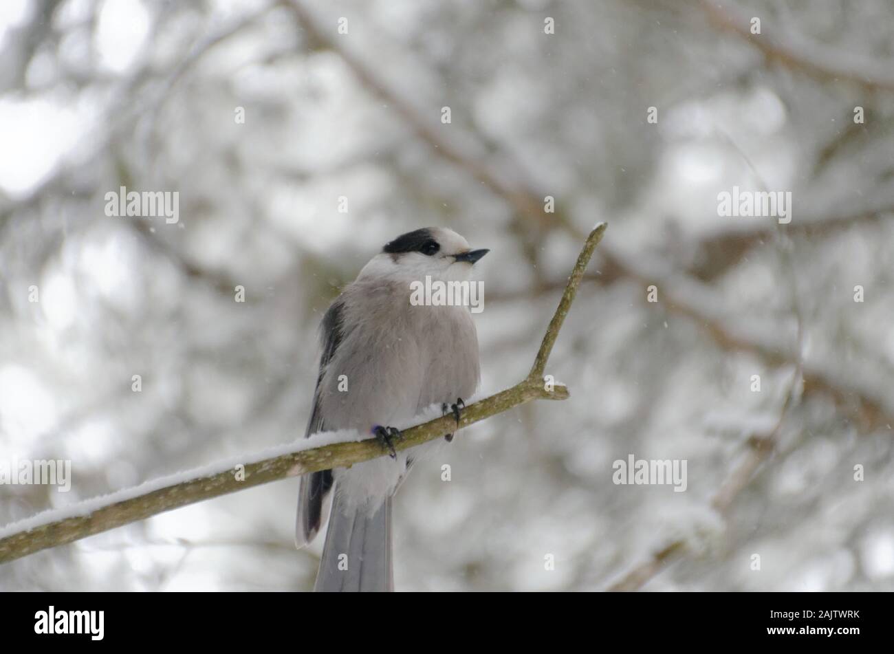 Canada Jay (Perisoreus canadensis) AKA Gray Jay. Photographed at ...