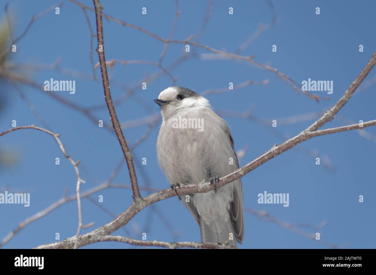 Canada Jay (Perisoreus canadensis) AKA Gray Jay. Photographed at ...