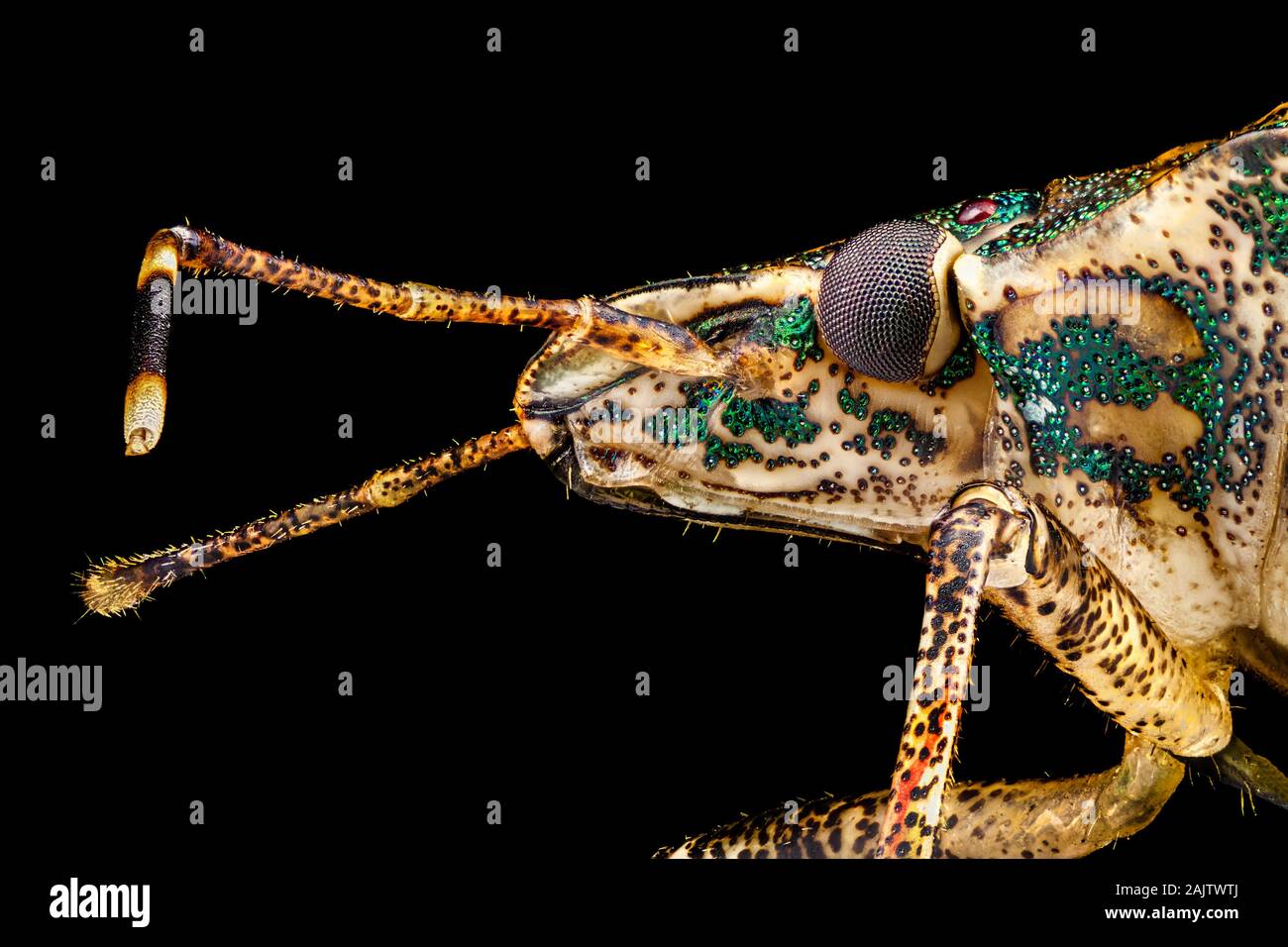 Profile of an insect hi-res stock photography and images - Alamy