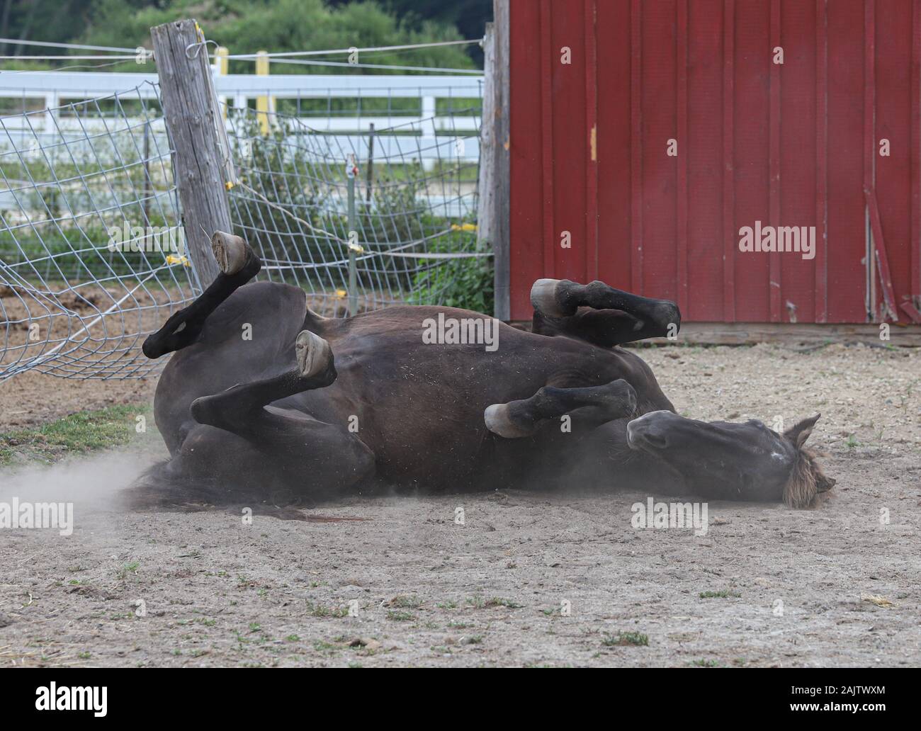 beautiful large horse rolling in the paddock Stock Photo - Alamy