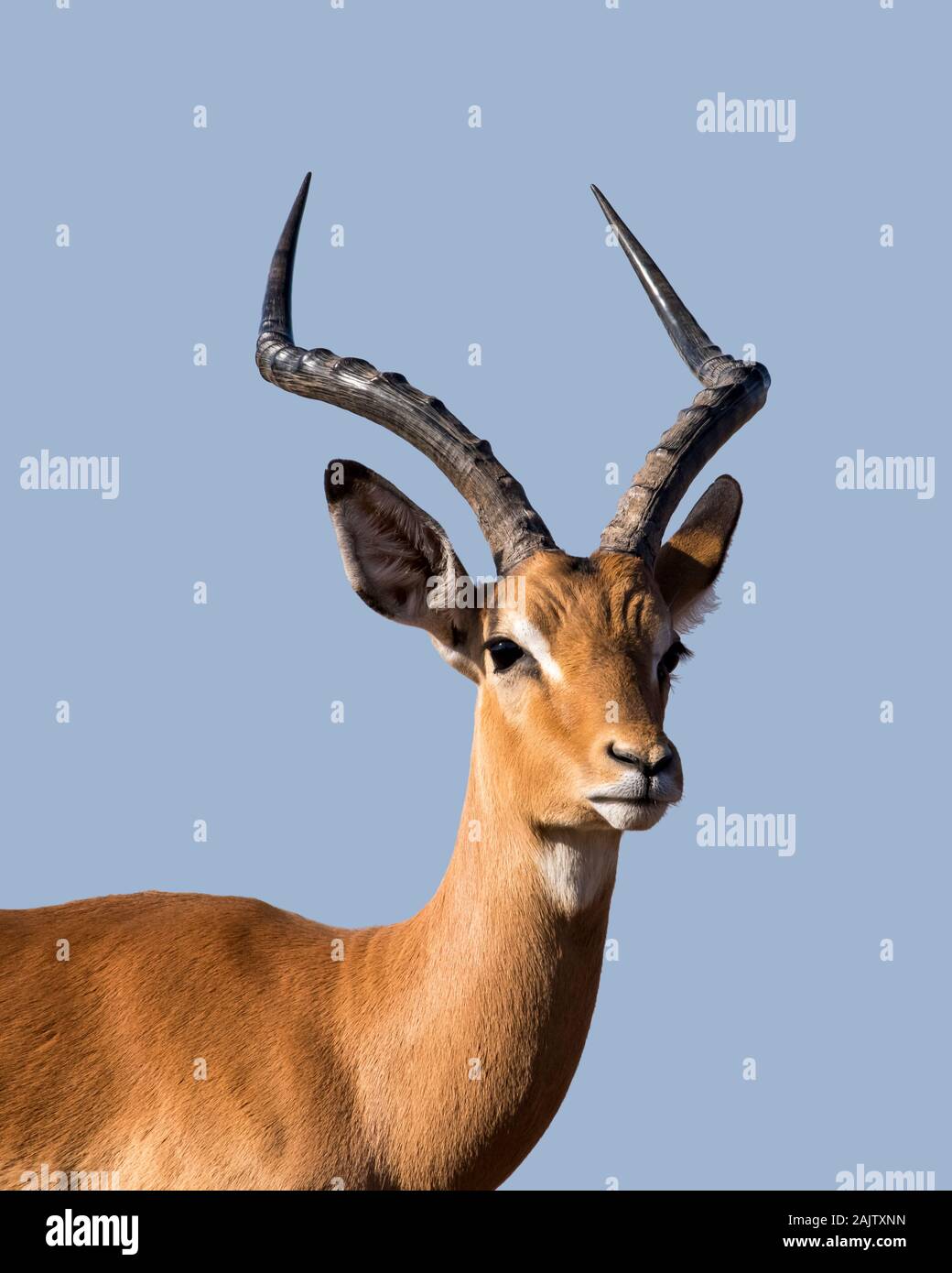 Impala point hi-res stock photography and images - Alamy