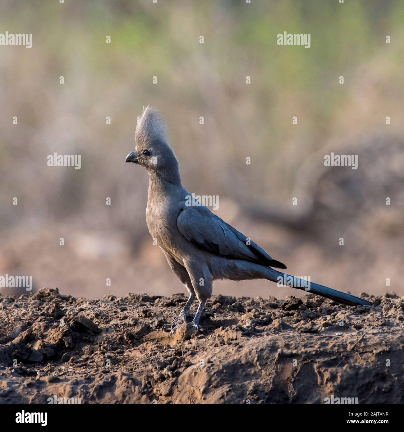 Grey loerie hi-res stock photography and images - Alamy