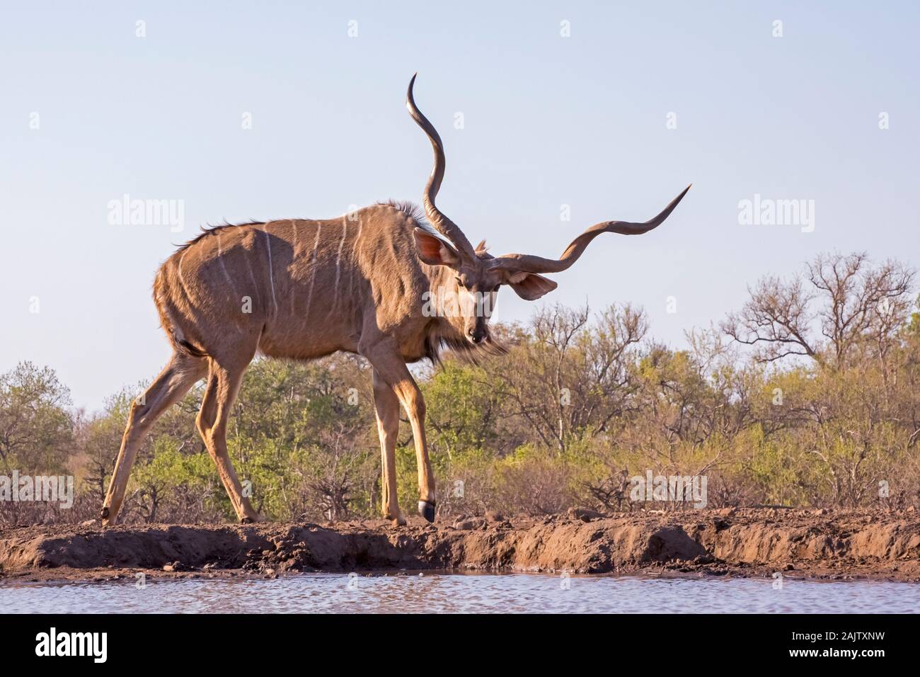 Greater Male Kudu at Water Hole Botswana, Africa Stock Photo - Alamy