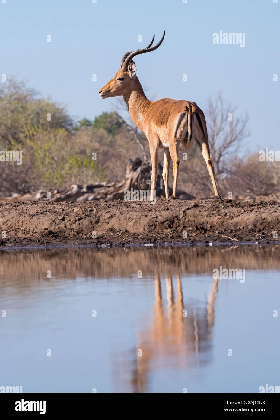 Male Impala Reflection at the Water Hole Stock Photo - Alamy