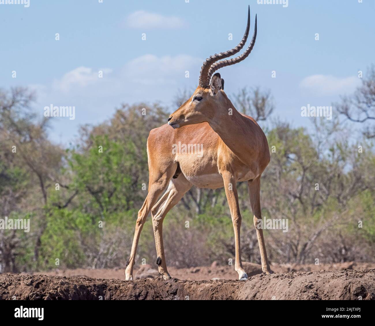 Male impala botswana antelope hi-res stock photography and images - Alamy