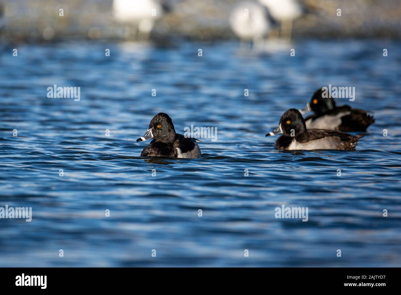 Drake ring necked duck winter hi-res stock photography and images - Alamy