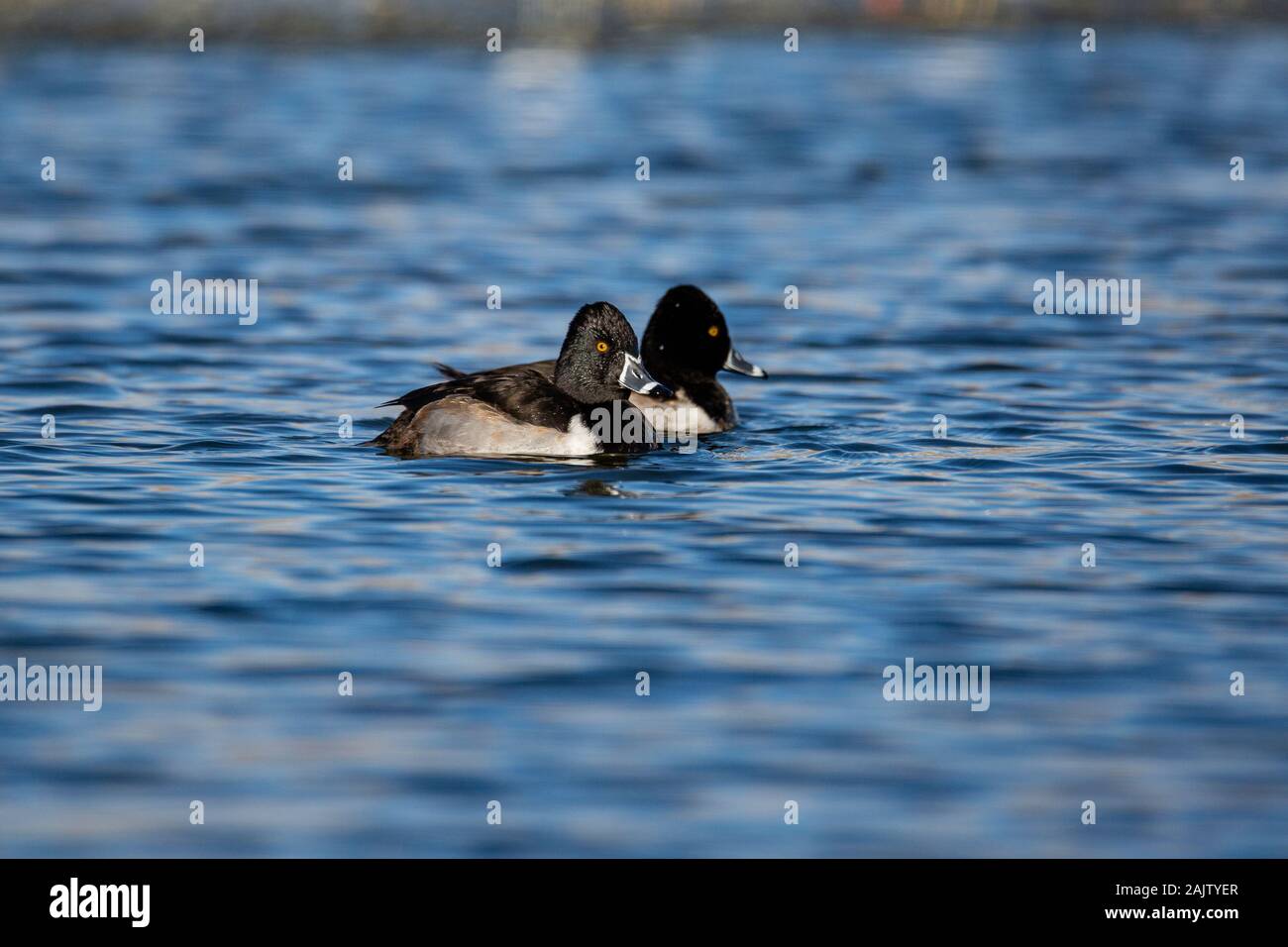Drake Ring necked ducks ( Aythya collaris) Colorado, USA 2020 Stock ...