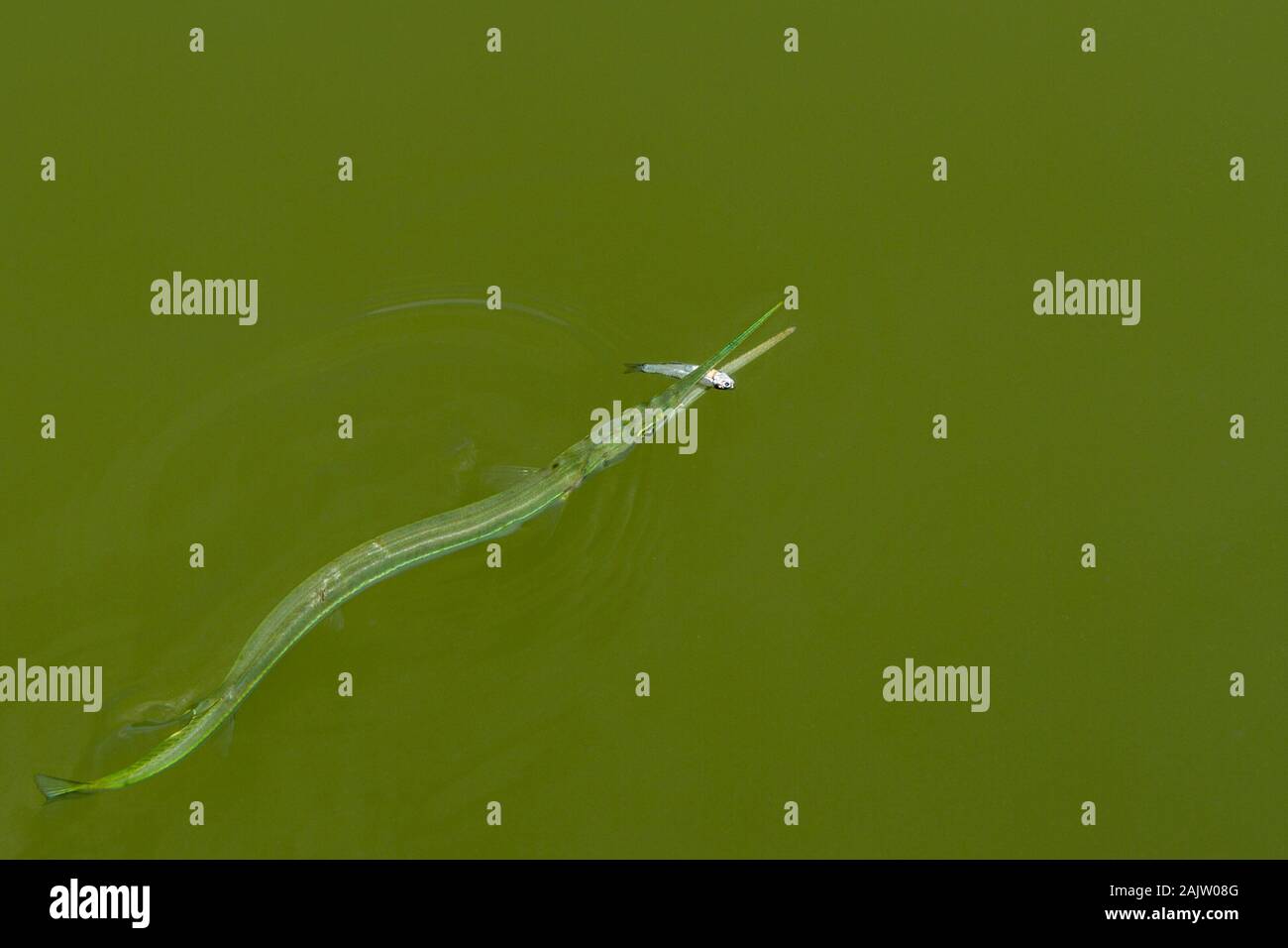 Food chain ecosystem hi-res stock photography and images - Alamy