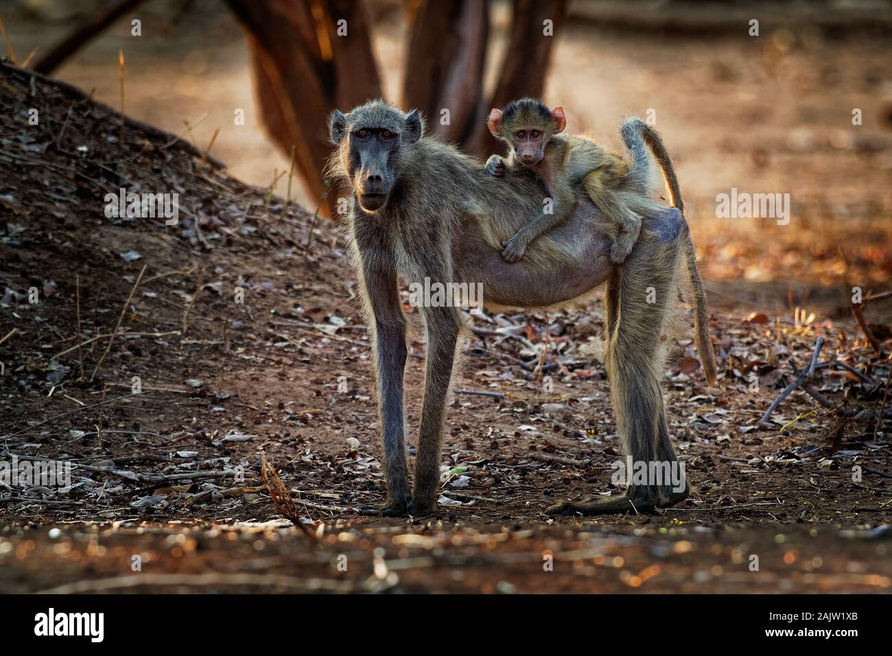 Largest baboon hi-res stock photography and images - Alamy