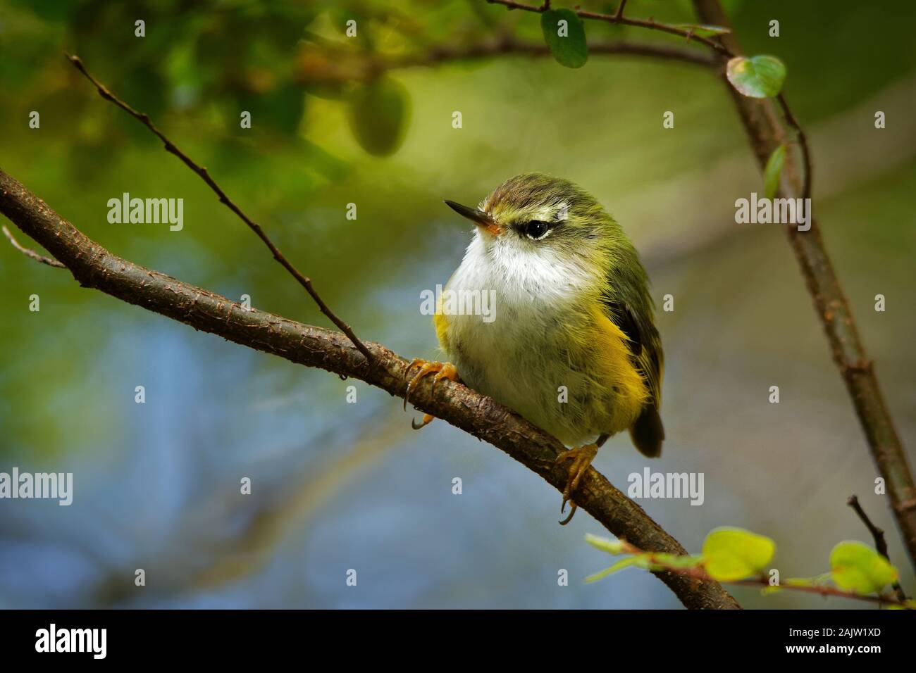 Rifleman bird white hi-res stock photography and images - Alamy