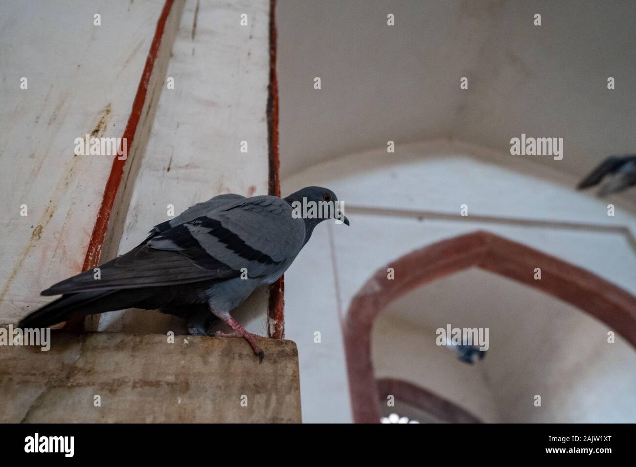 Pesky pigeon hi-res stock photography and images - Alamy