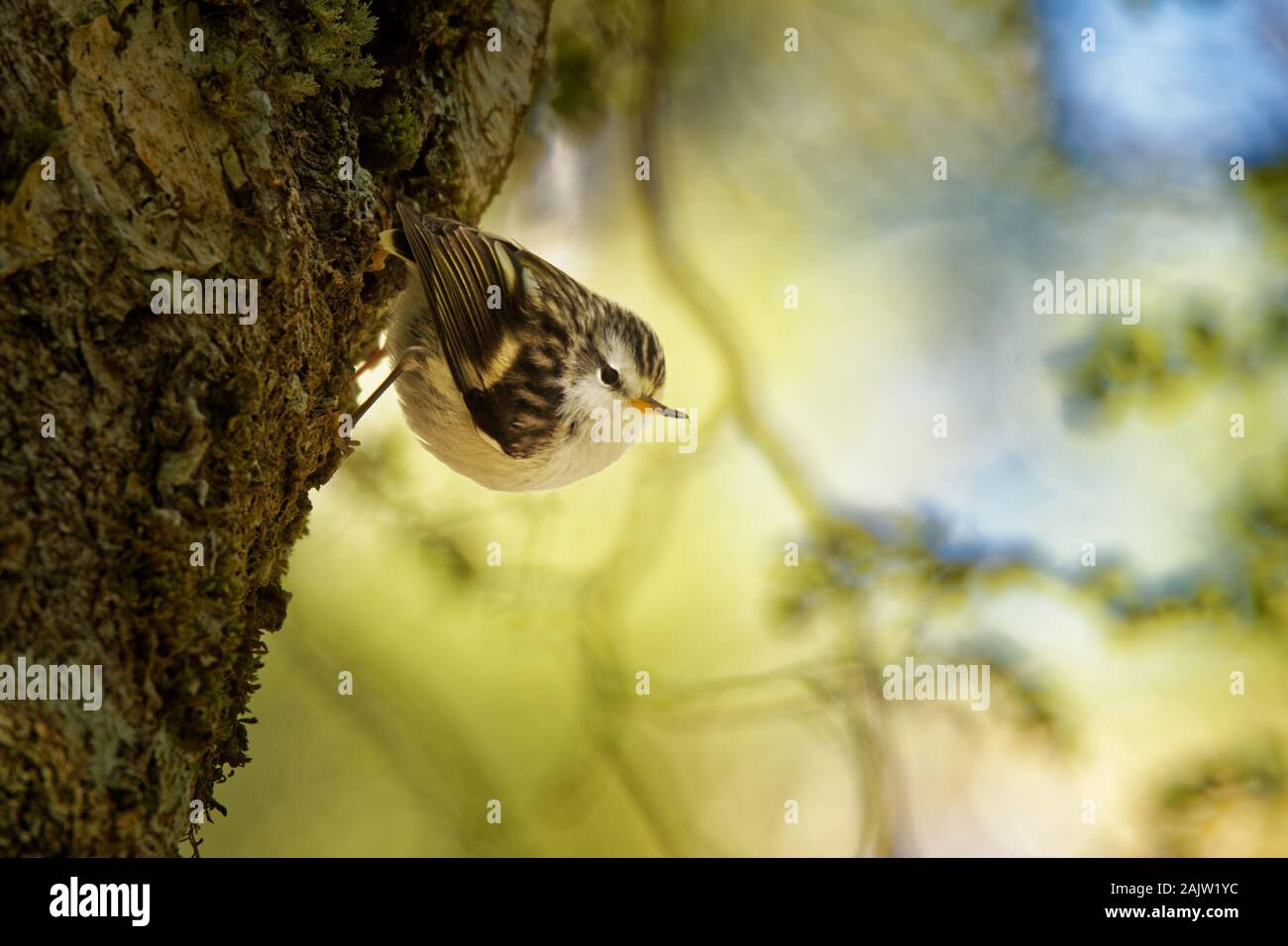 Acanthisitta chloris - Rifleman - titipounamu - endemic bird from New ...