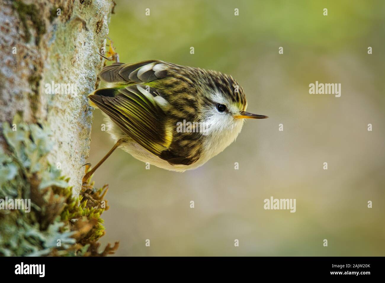 Acanthisitta chloris - Rifleman - titipounamu - endemic bird from New ...