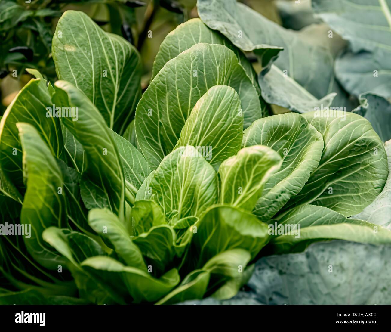 Kitchen,garden,cultivated ,vegetable,Cabbage,Assembly,Annual show ...