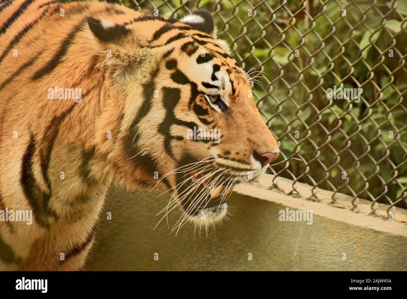 Portrait of royal bengal tiger hi-res stock photography and images - Alamy