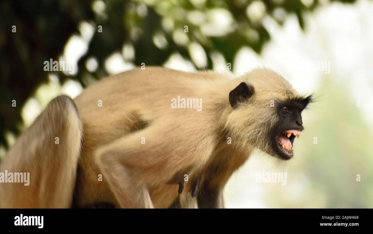 Black faced langur monkey hi-res stock photography and images - Alamy