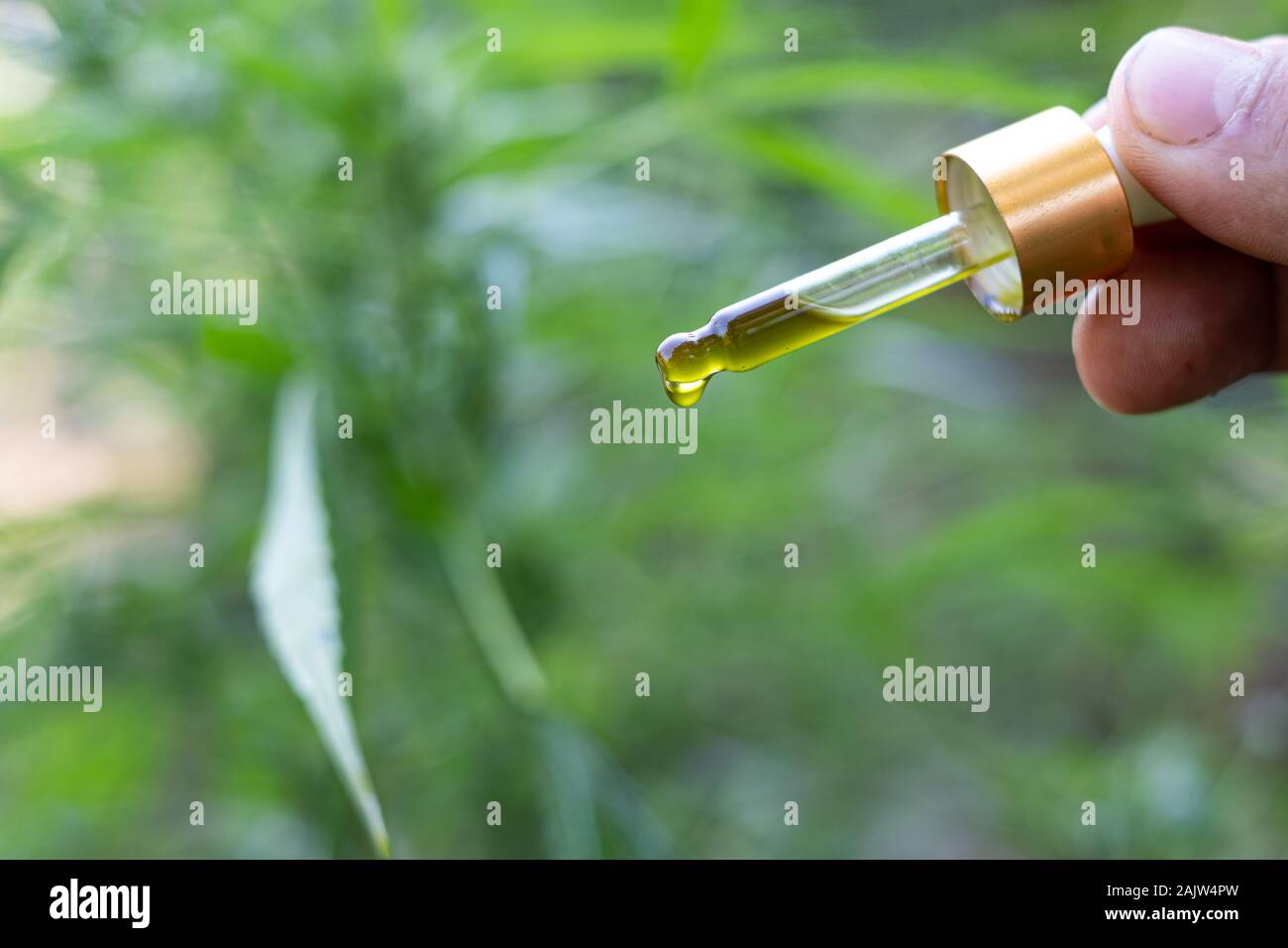 Hand holding a dropper cannabis oil at blurred background Stock Photo ...