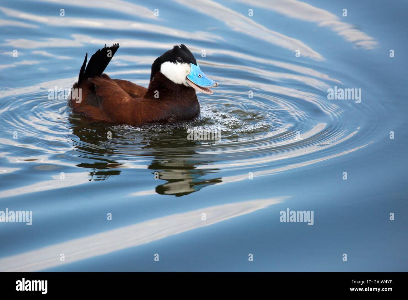 Waterfowl prairies hi-res stock photography and images - Alamy