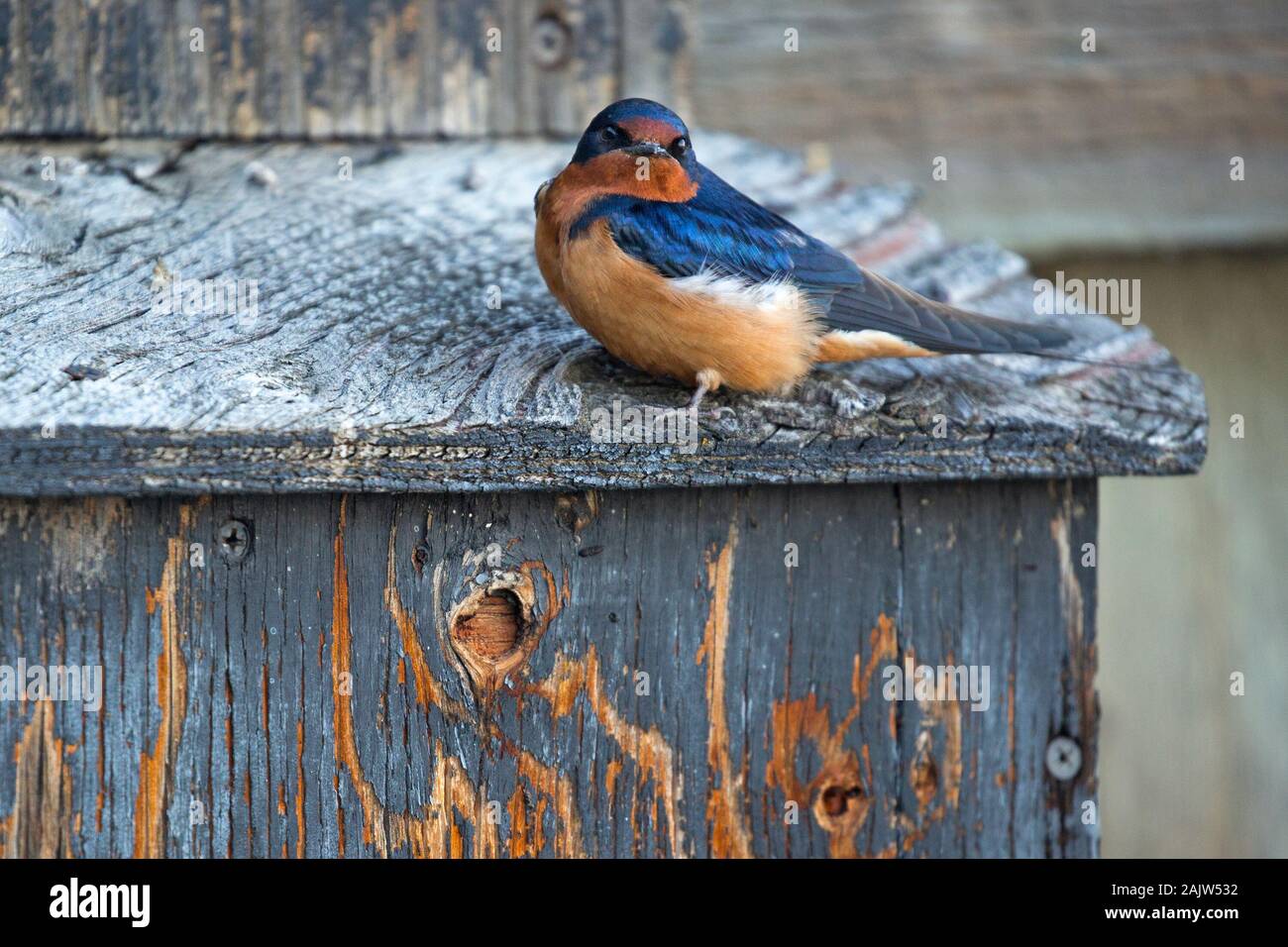 Barn Swallow (Hirundo rustica) male perched on weathered blue nestbox ...