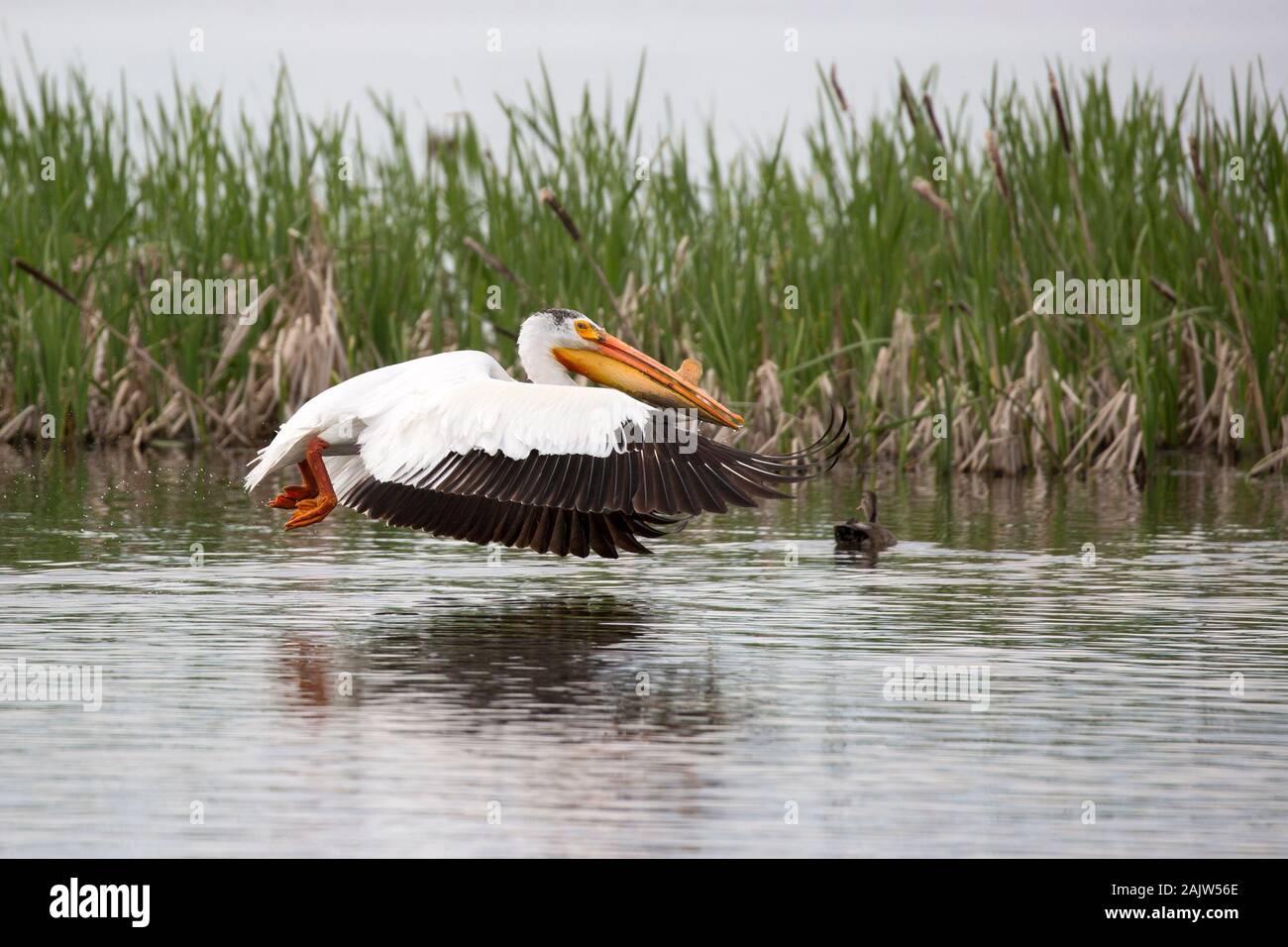Pelican breeding season hi-res stock photography and images - Alamy