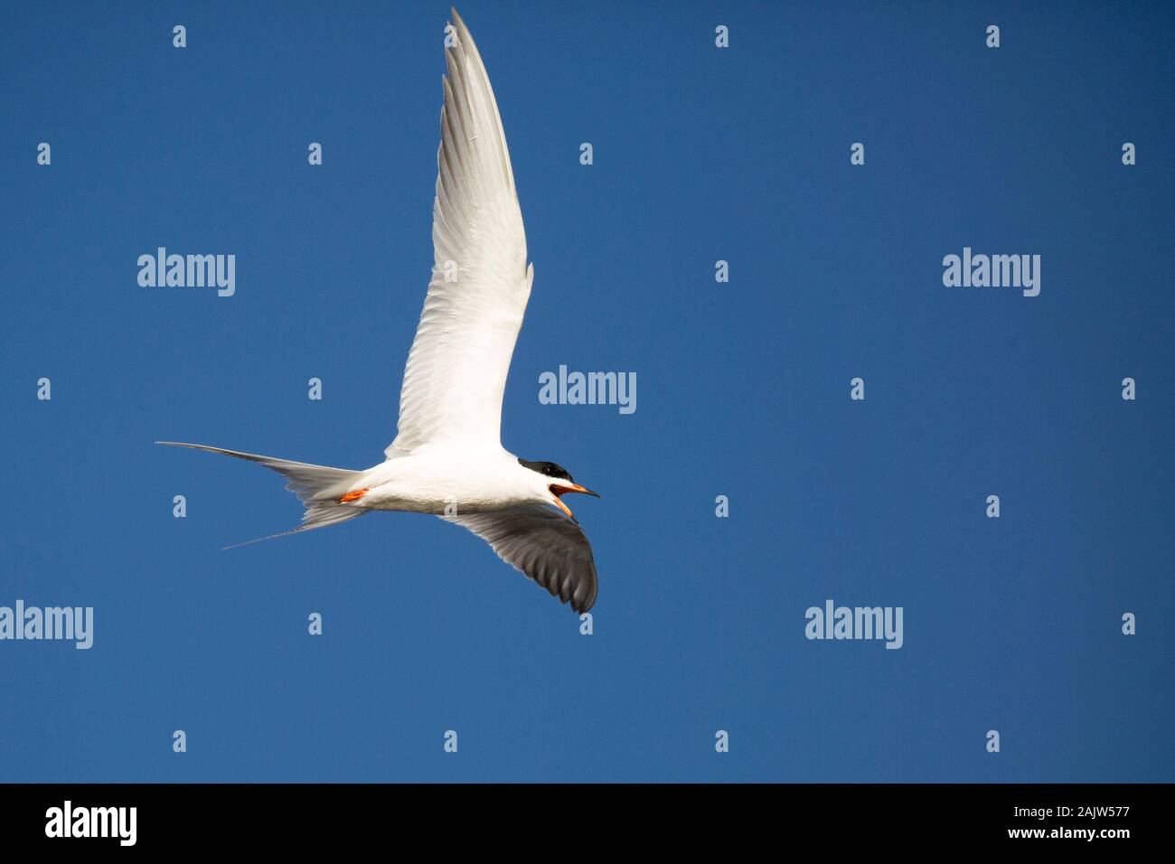 Common tern (Sterna hirundo) hovering in clear blue sky on the Canadian ...