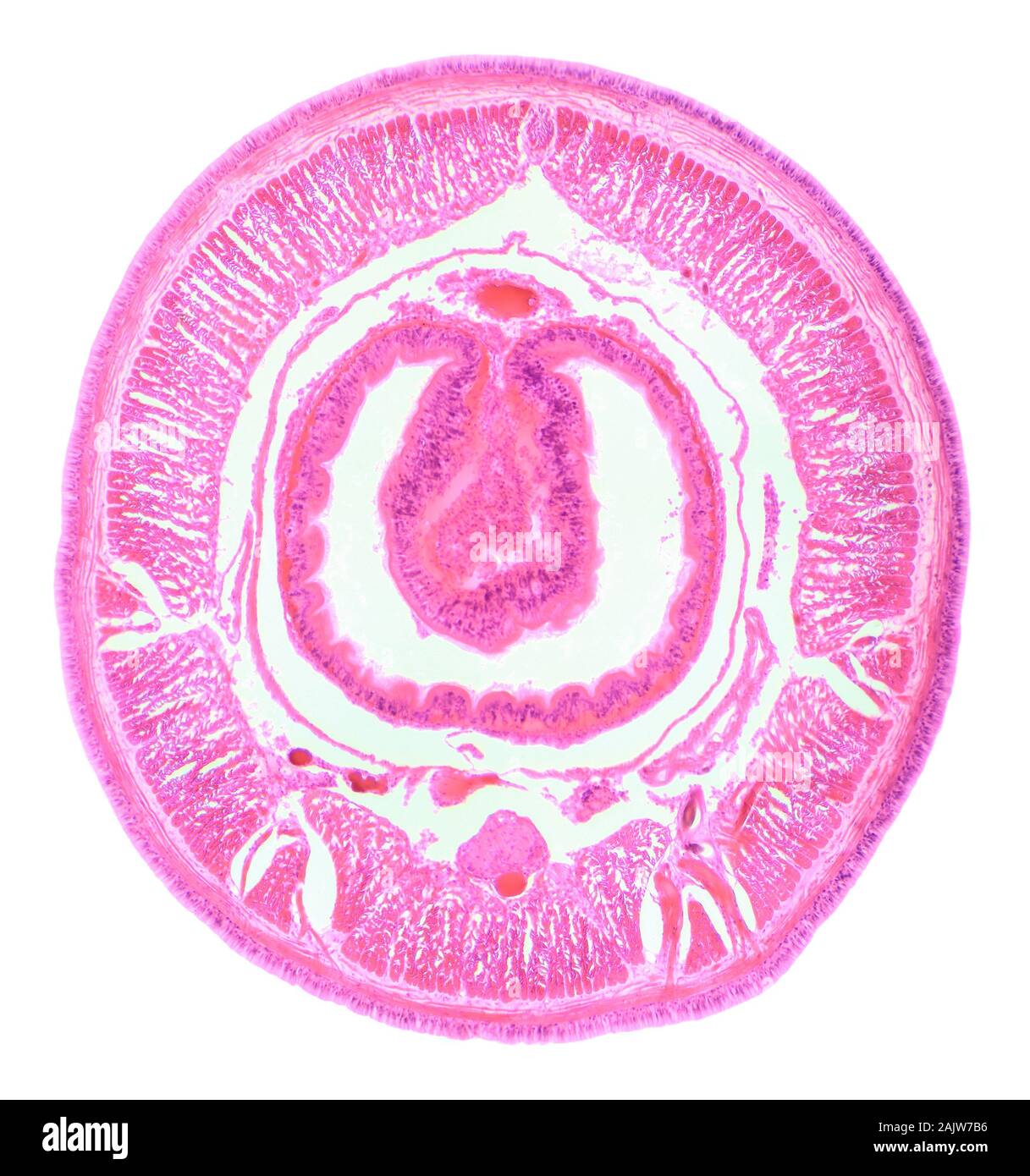 Planaria microscope hi-res stock photography and images - Alamy