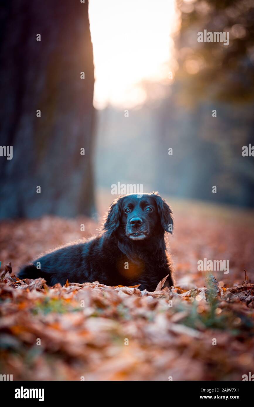 Black labrador puppy with adult hi-res stock photography and images - Alamy