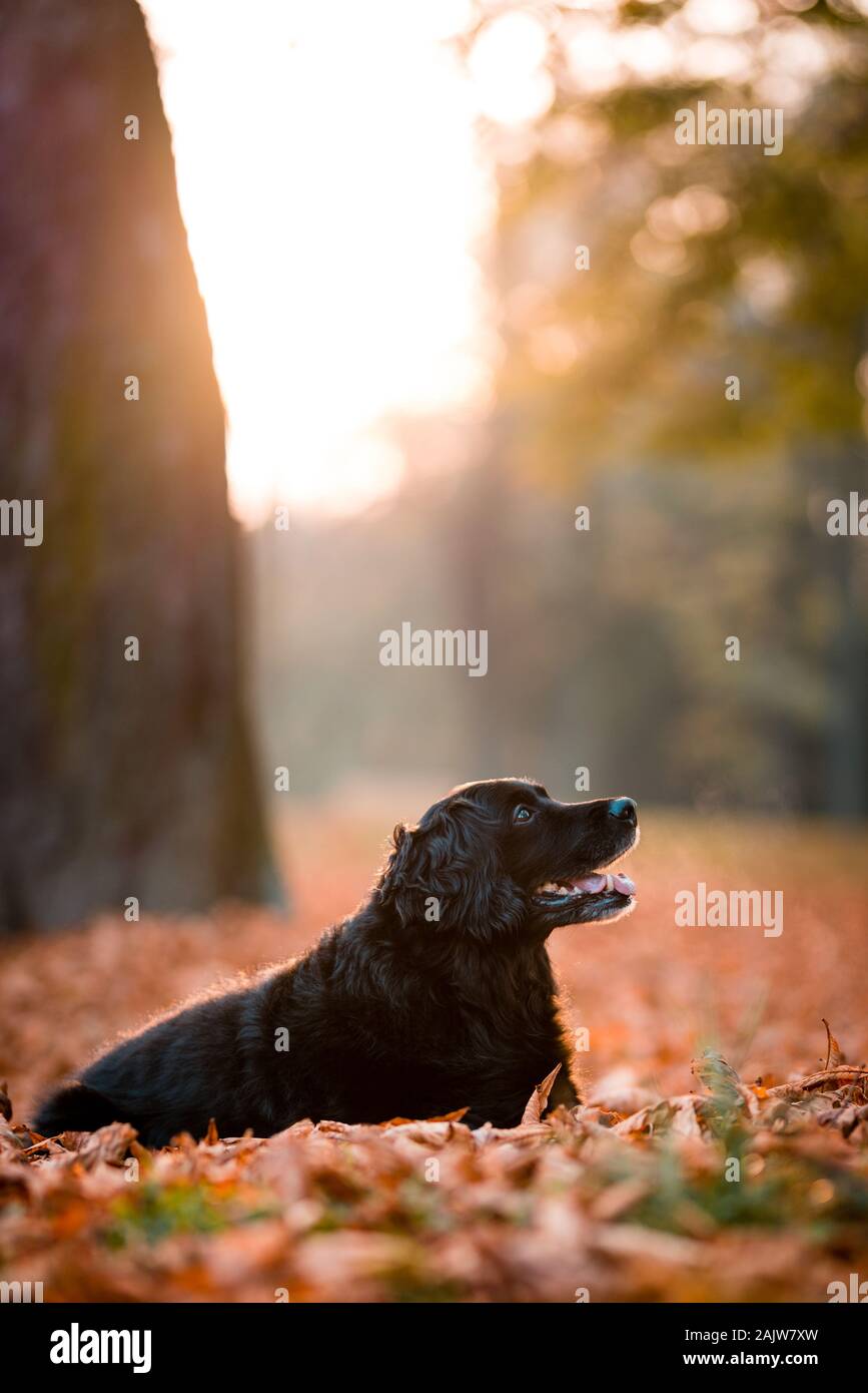 Dog labrador hi-res stock photography and images - Alamy