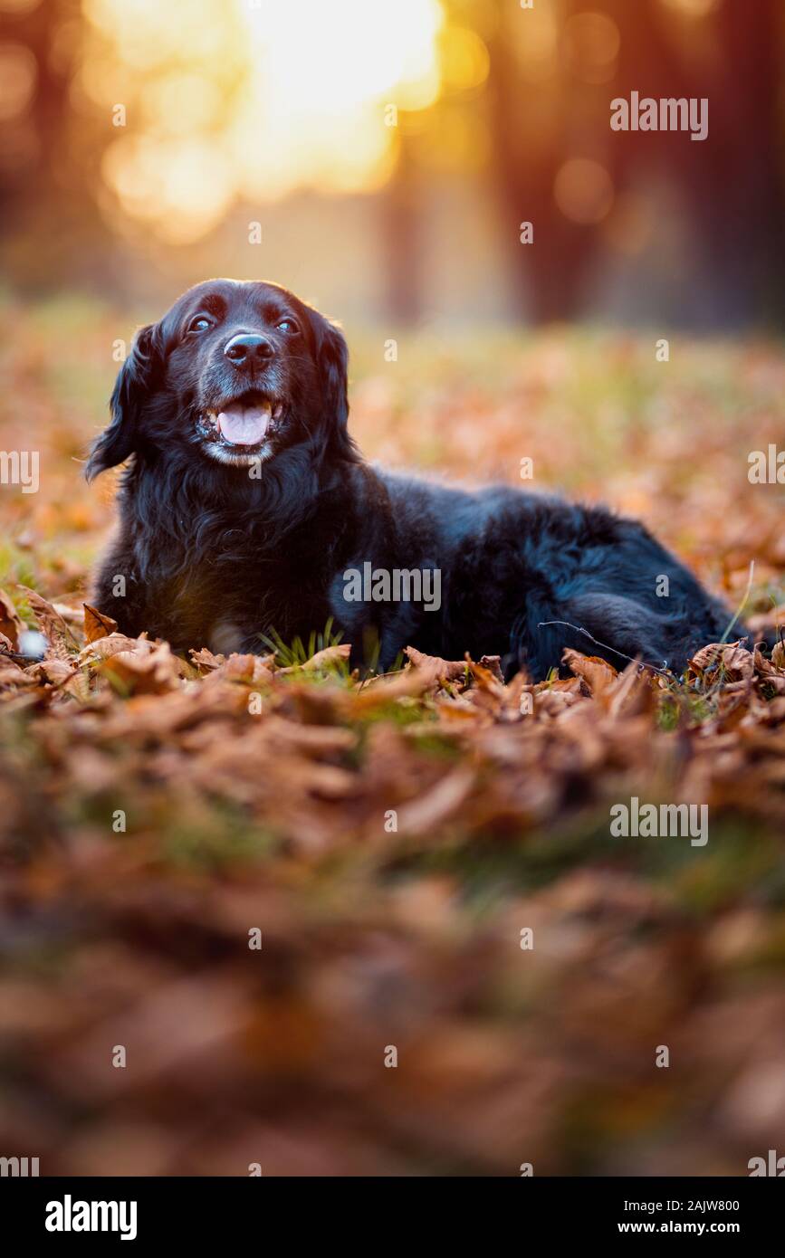 Black labrador puppy and adult black labrador hi-res stock photography ...