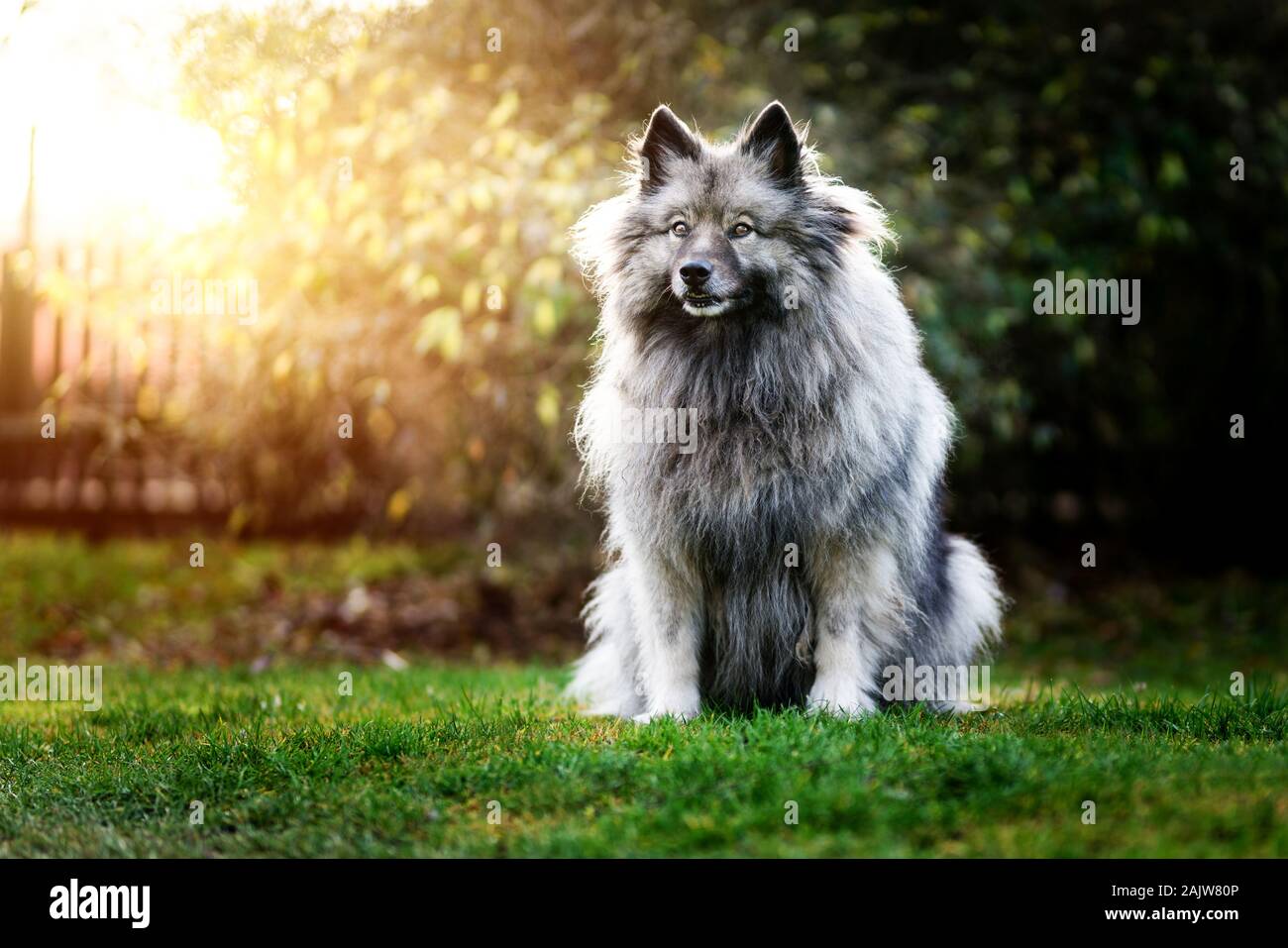 Portrait of the dog Keeshond or Wolfspitz in outdoor Stock Photo - Alamy