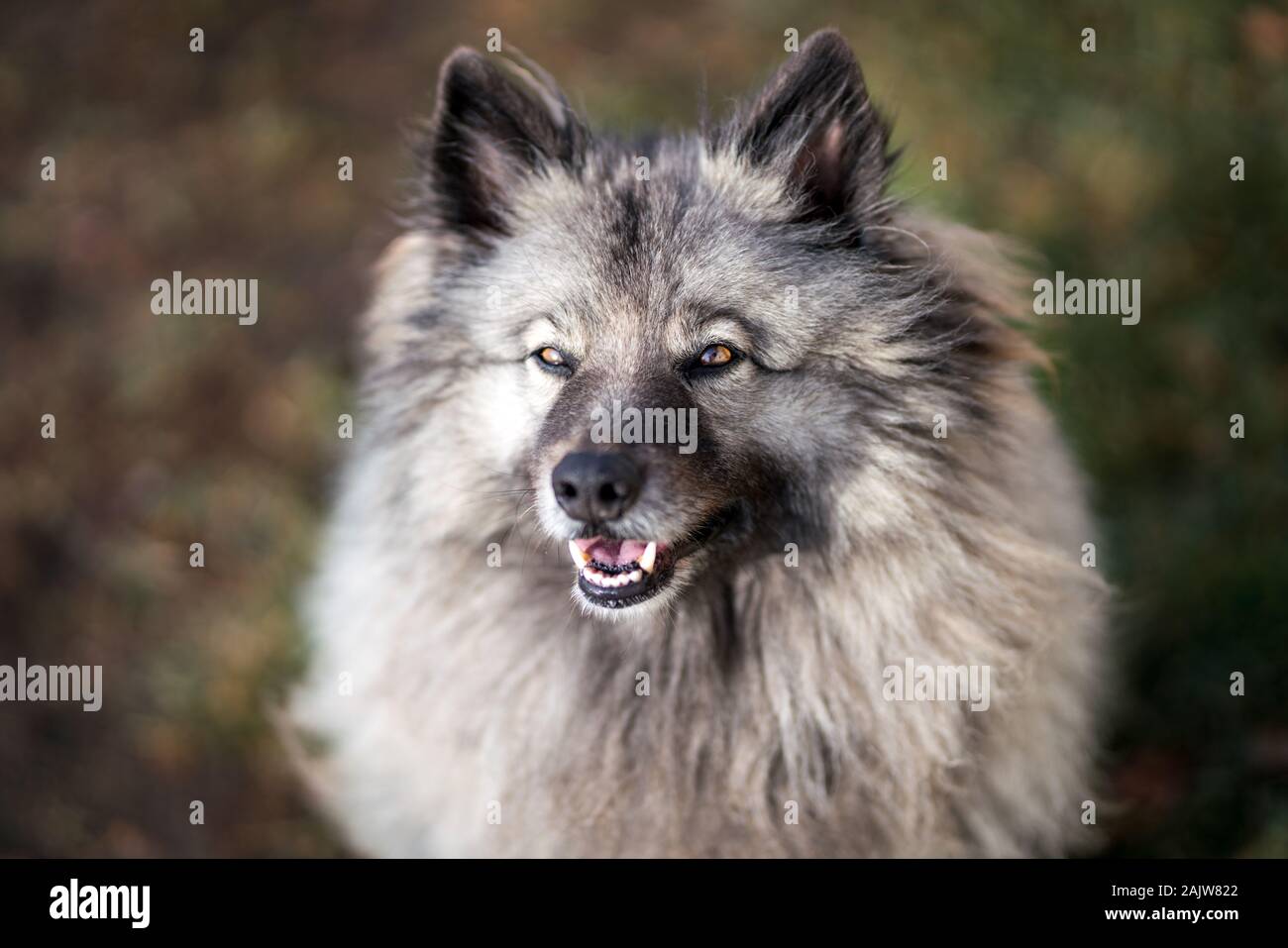 Portrait of the dog Keeshond or Wolfspitz in outdoor Stock Photo - Alamy